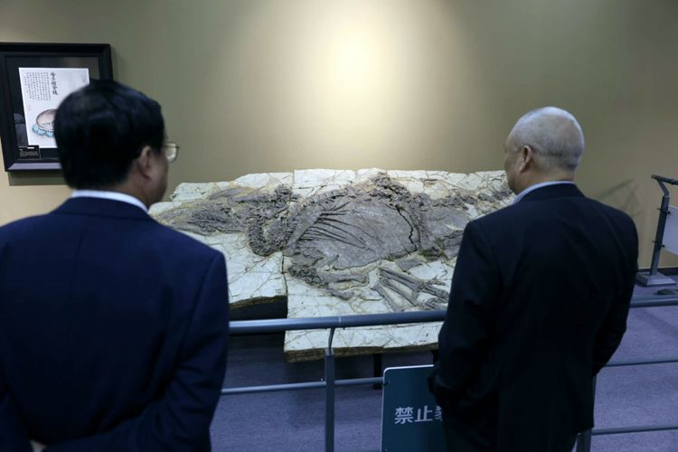 'Ancient Jehol: Special Exhibition on Major Mesozoic Fossil Discoveries ...