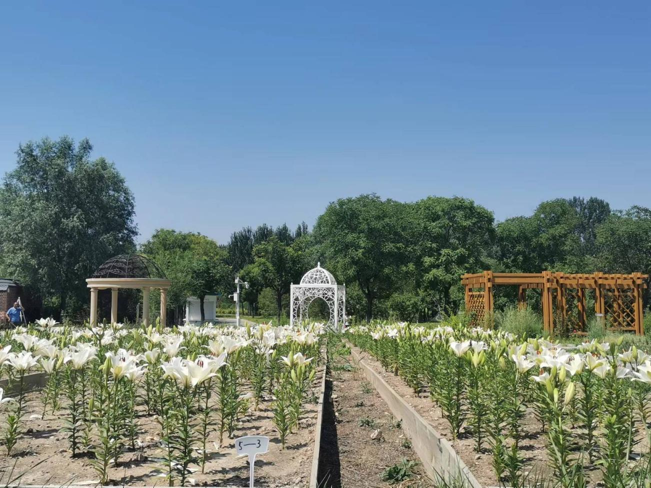 Beijing Expo Park Hosts First Lily Ecological Cultural Festival