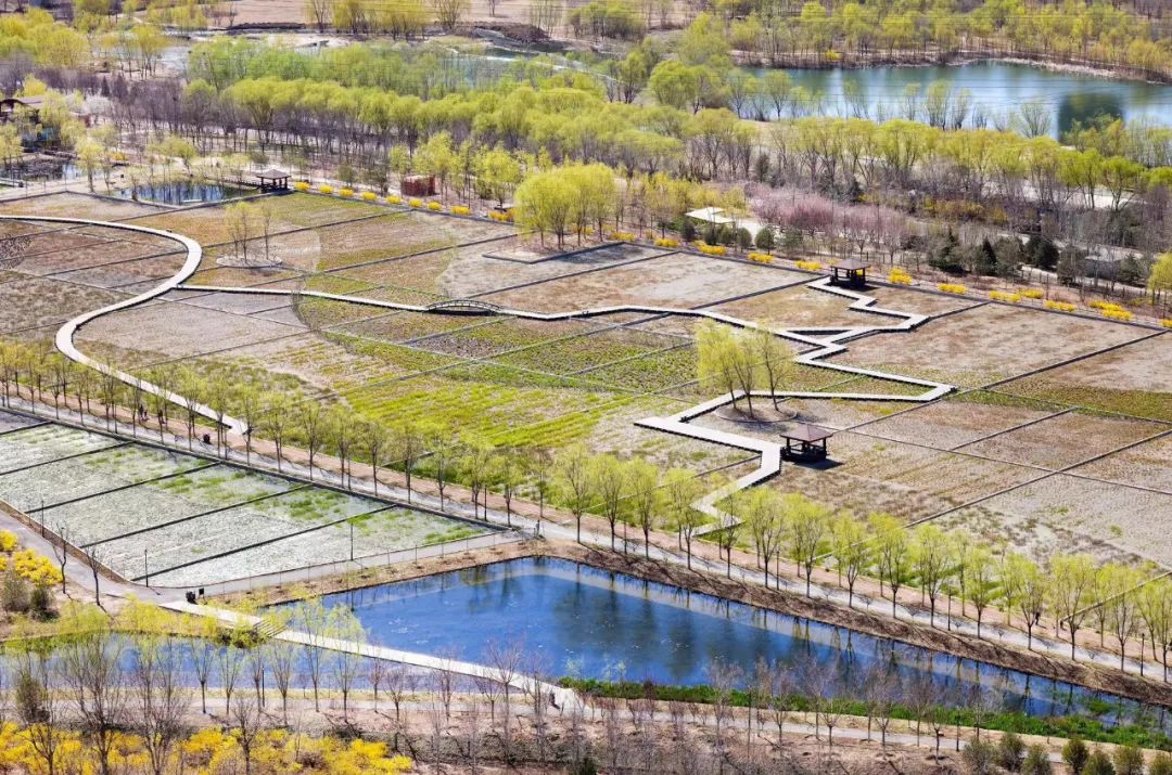 Springtime Outings in Yongding River Leisure Forest Park in Shijingshan ...