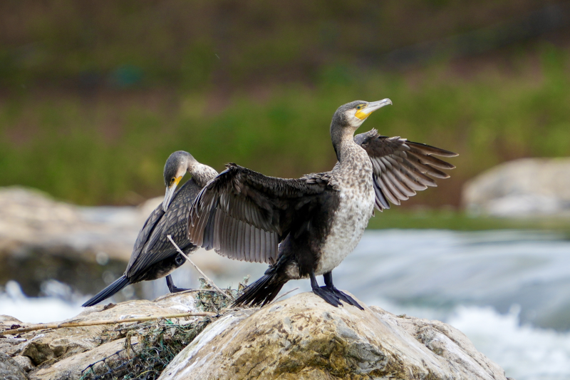 Little Egrets, Grey Herons, Cormorants... Yongding River Area Becomes ...