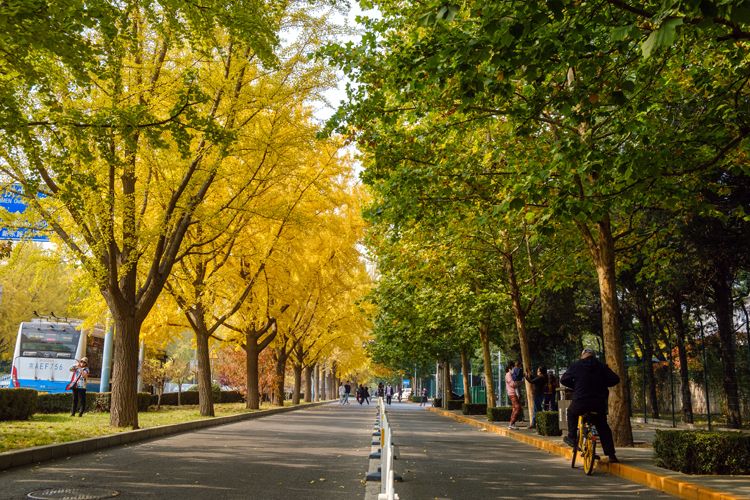 Autumn Gingko Trees Carpeting Beijing in Gold