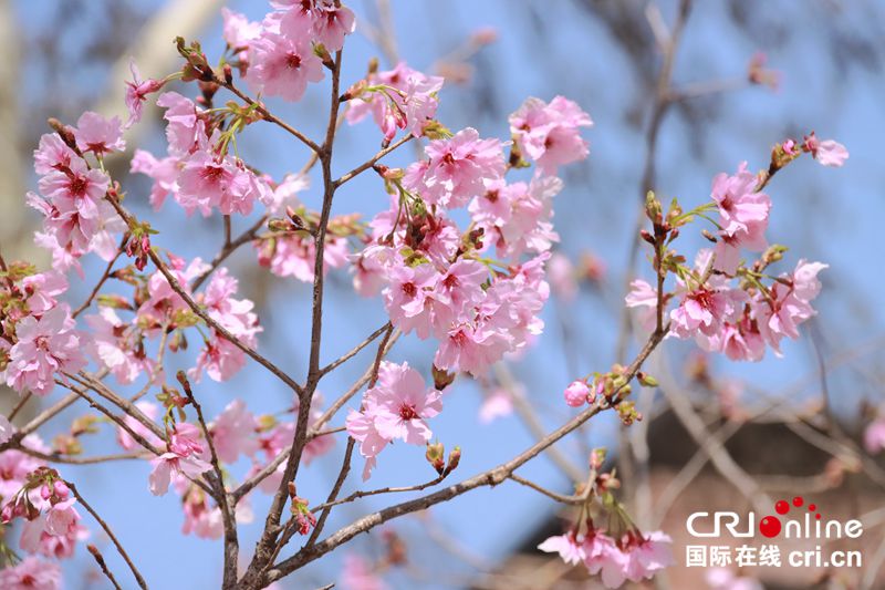 Tourists Enjoy Cherry Blossoms at Yuyuantan Park in Lovely April of Beijing
