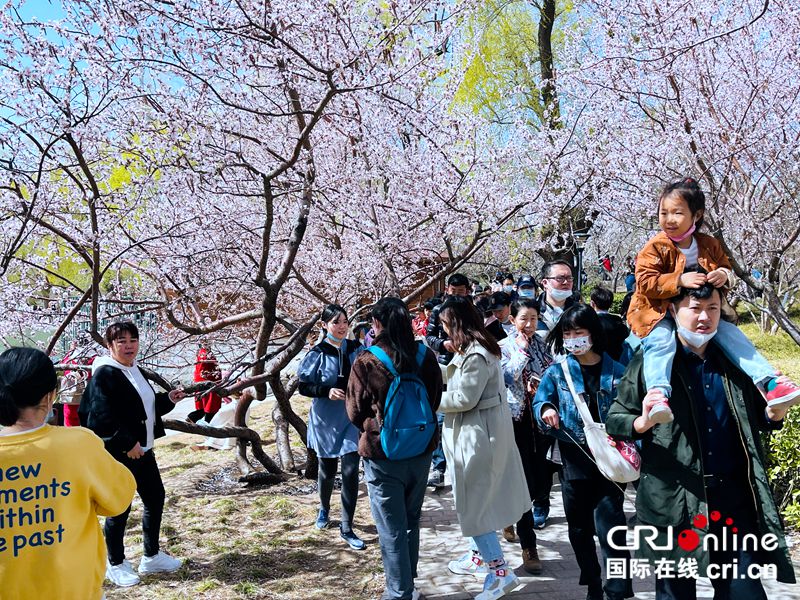 Tourists Enjoy Cherry Blossoms at Yuyuantan Park in Lovely April of Beijing