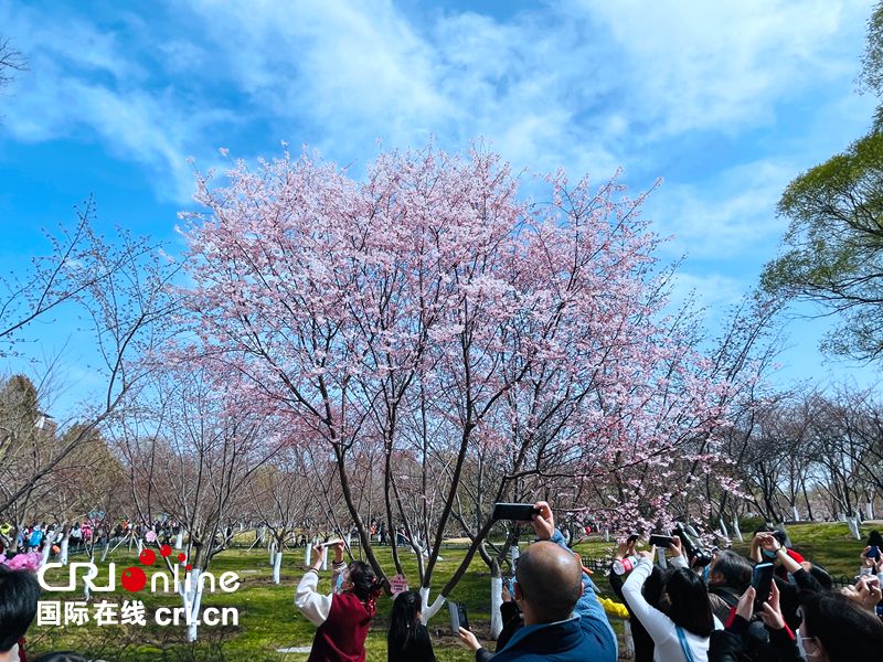 Tourists Enjoy Cherry Blossoms at Yuyuantan Park in Lovely April of Beijing