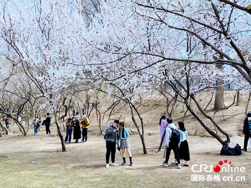 Tourists Enjoy Cherry Blossoms at Yuyuantan Park in Lovely April of Beijing