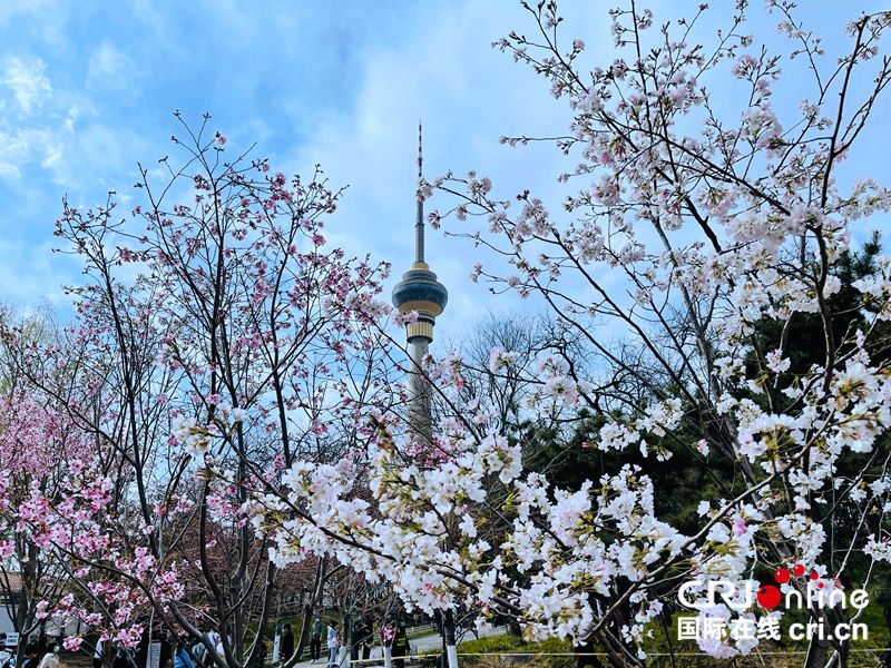 Tourists Enjoy Cherry Blossoms at Yuyuantan Park in Lovely April of Beijing
