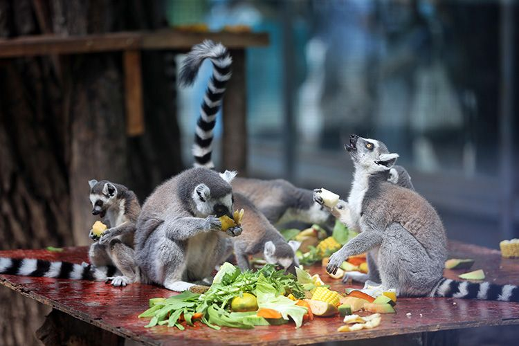 Beijing Zoo Starts Offering "Food for a Cool Summer" to Animals