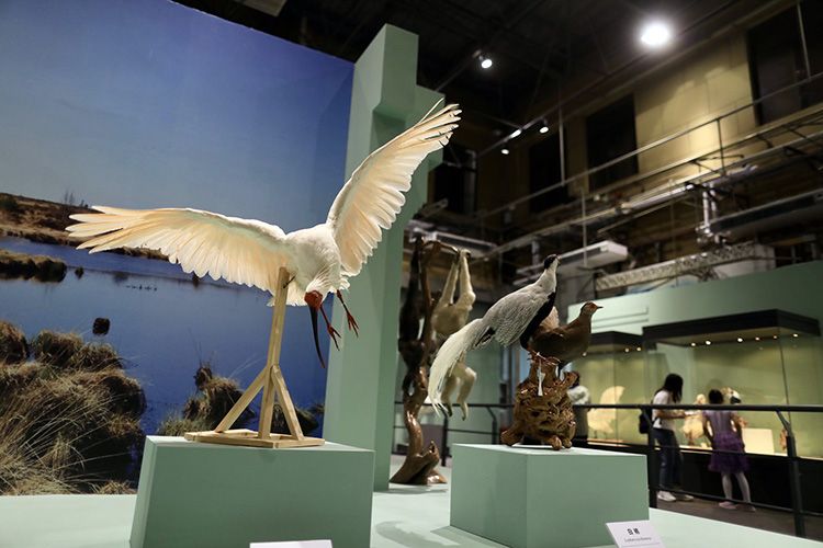 Fifty "Wild and Wonderful" Specimens