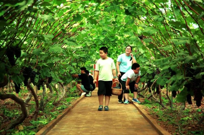 Beijing Miyun Grapes Usher in Ripening Season