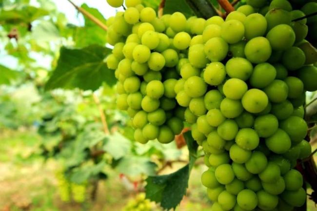 Beijing Miyun Grapes Usher in Ripening Season