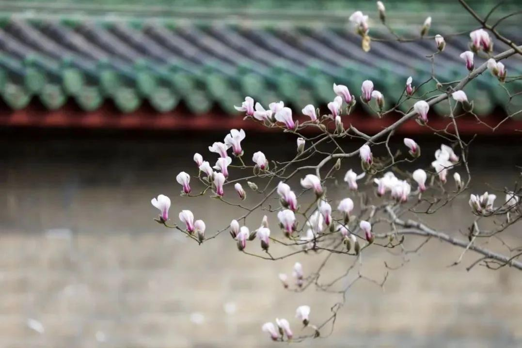 Beijing to Warm up Next Week: Spring Is Blooming Everywhere!