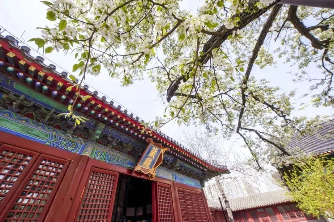 Beijing to Warm up Next Week: Spring Is Blooming Everywhere!