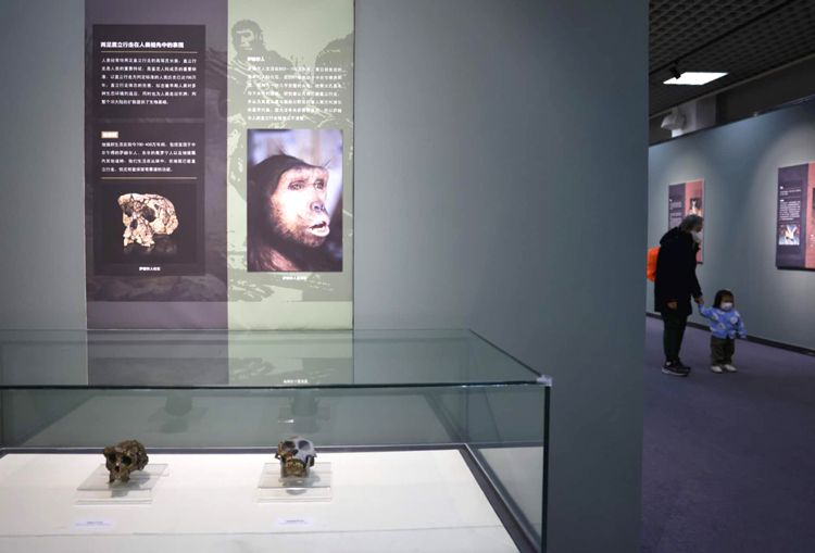 Exhibition on Bipedal Animals Opens at National Natural History Museum ...